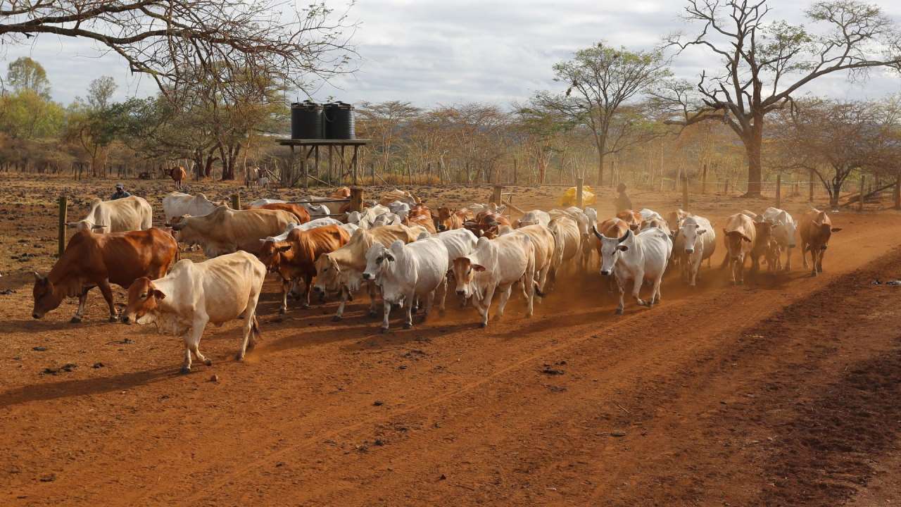 Livestock & Butchery - Kakuzi